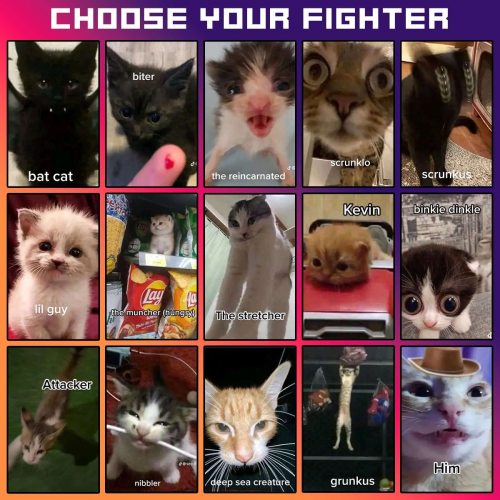 CAT FIGHTERS Z Tier List (Community Rankings) - TierMaker