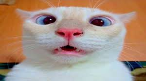 cat meme tierlist Tier List (Community Rankings) - TierMaker