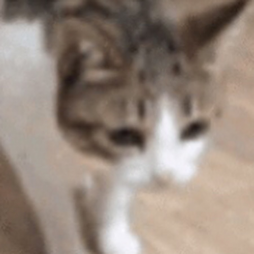 Cat memes Tier List (Community Rankings) - TierMaker