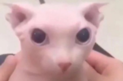 Cat memes Tier List (Community Rankings) - TierMaker