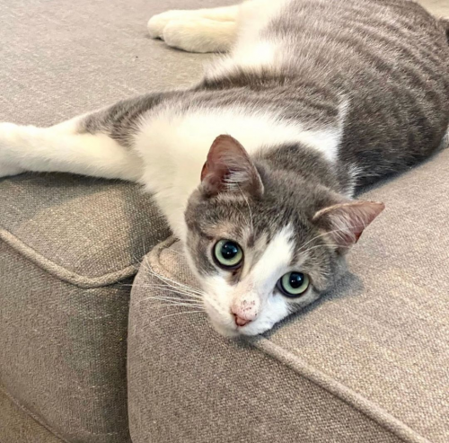 cat ranking Tier List (Community Rankings) - TierMaker