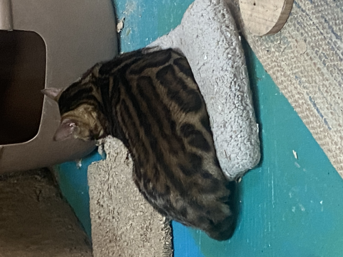 Create a Cat species Tier List - TierMaker