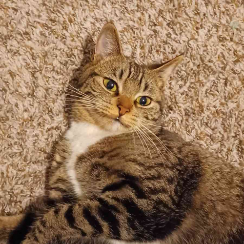 Create a CAT TIERLIST! Tier List - TierMaker