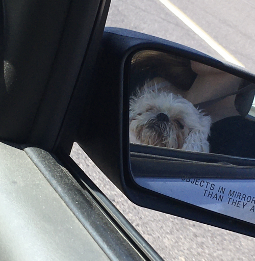 Chester the dog Tier List (Community Rankings) - TierMaker