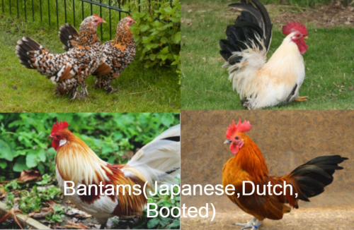 Create a Chicken Breed ! Tier List - TierMaker