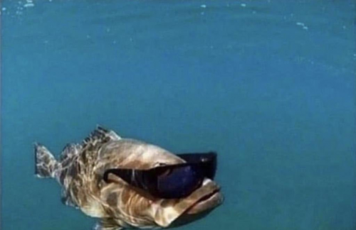 chingus ? Tier List (Community Rankings) - TierMaker