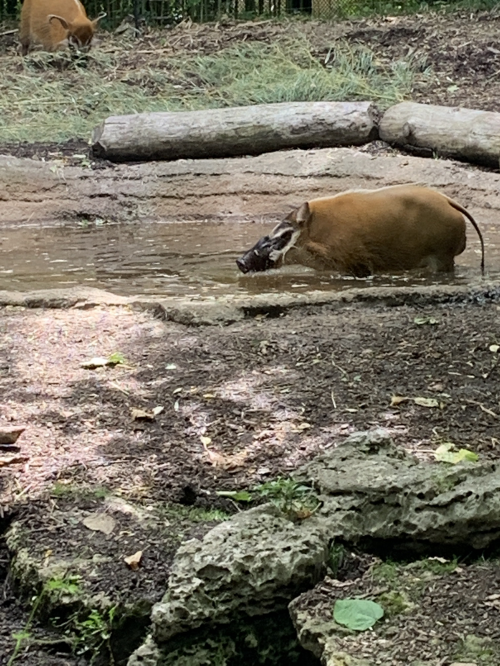 chiv 2 best clans Tier List (Community Rankings) - TierMaker