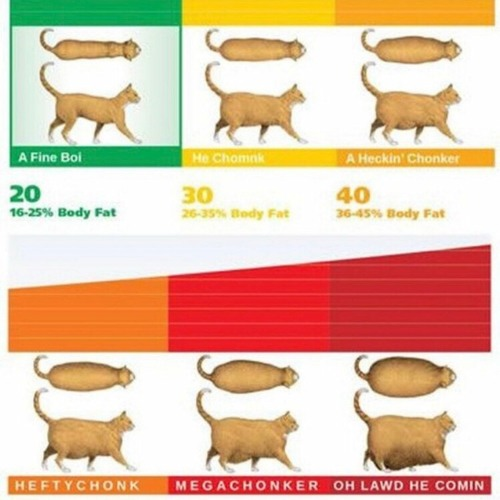 Create a Chonk Tierlist Tier List - TierMaker