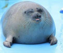 Create a Chonky Animals Tierlist Tier List - TierMaker