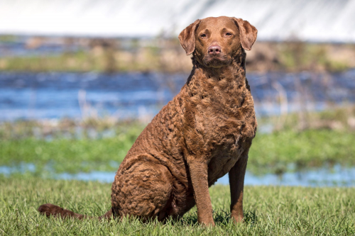 Clark Dog Breed List Tier List (Community Rankings) - TierMaker