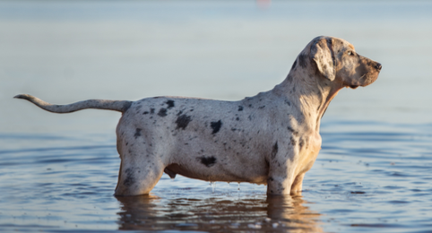 Clark Dog Breed Preferenceswodifbcbceue Tier List (Community Rankings ...