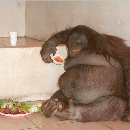 Create a Commander Salt TierList Tier List - TierMaker