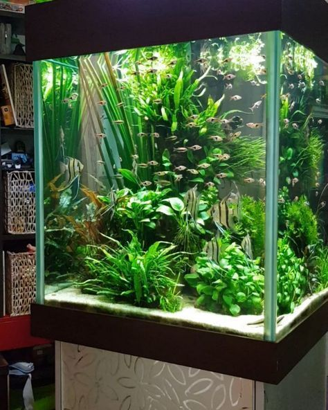 Community Aquarium Fish Tier List (Community Rankings) - TierMaker