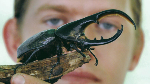 Create a Cool Bug Facts Tier List - TierMaker