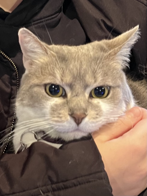 Create A Cousins Cats Tier List Tiermaker