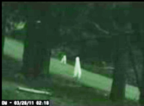 Create a Cryptid Tier List - TierMaker