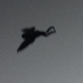 Create a cryptids by personal belief Tier List - TierMaker