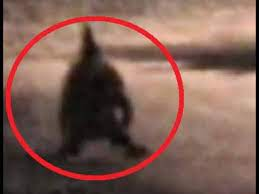 Create a cryptids showdown Tier List - TierMaker