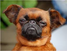 Create a Cual es el perro mas fachero facherito? Tier List - TierMaker