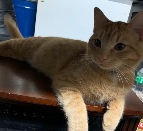 Create a Cubby Cat List Tier List - TierMaker