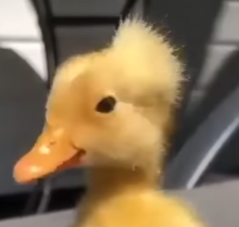 Create a cute ducks Tier List - TierMaker