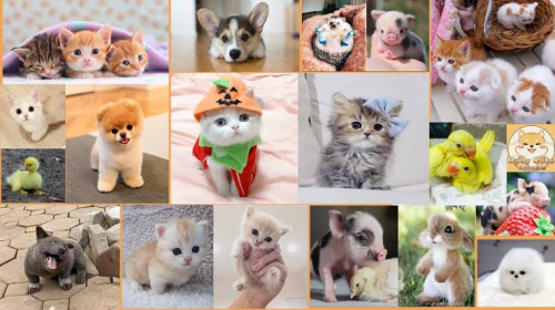 Cuteness Overload Baby Animals Tier List (Community Rankings) - TierMaker