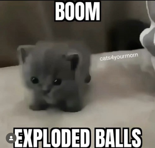 Create a Cutest things Tier List - TierMaker