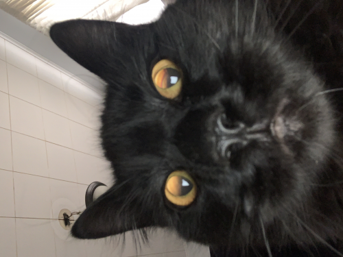 Create a Dauntless Cells Tier List - TierMaker