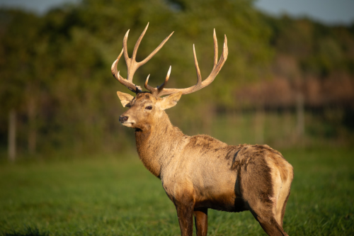 Create a Deer (all cervidae) Tier List - TierMaker