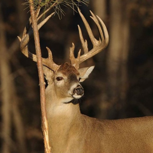 Create a Deer Tier List - TierMaker