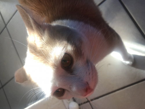 Devon type Tier List (Community Rankings) - TierMaker