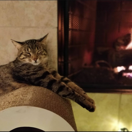 Diggen Family Tier List (Community Rankings) - TierMaker