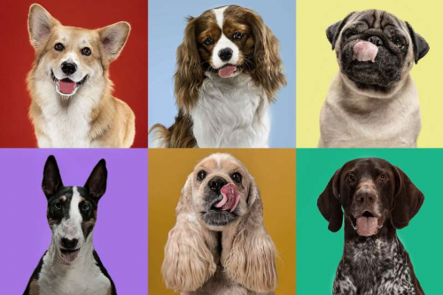 Create a Dog breeds Tier List - TierMaker