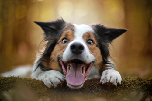Dog Breeds Tier List (Community Rankings) - TierMaker