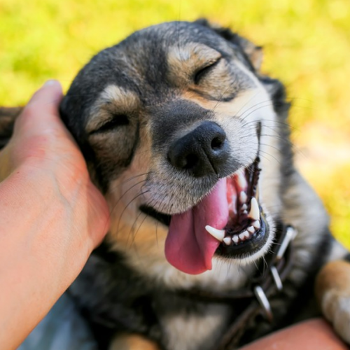 Create a Dog Breeds Tier List - TierMaker