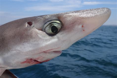 Dogfish Tier List (Community Rankings) - TierMaker