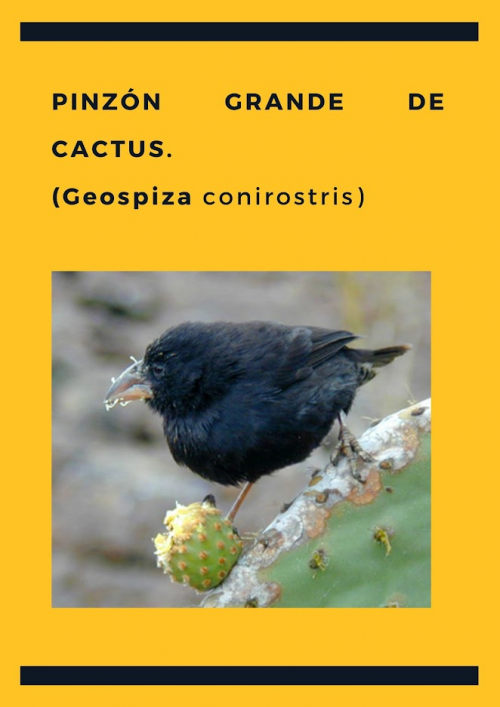 Don Facha Tier List (Community Rankings) - TierMaker