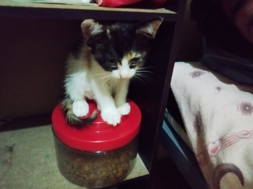 Create A Dry Cat Food Tier List TierMaker create-a-dry-cat-food-tier-list-tiermaker