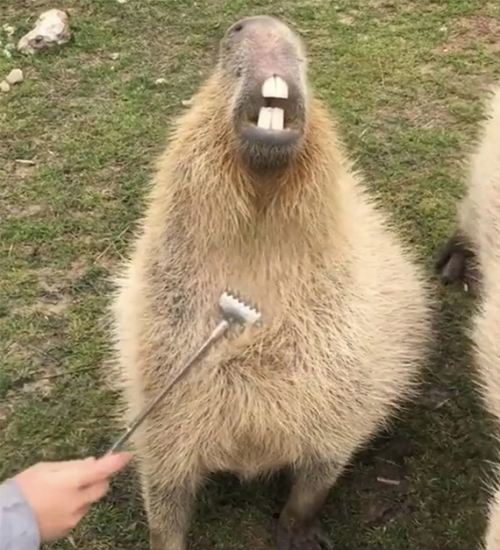 DS real tierlist Tier List (Community Rankings) - TierMaker