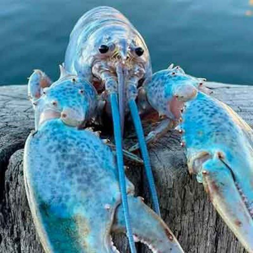 Durability Tier List (Community Rankings) - TierMaker