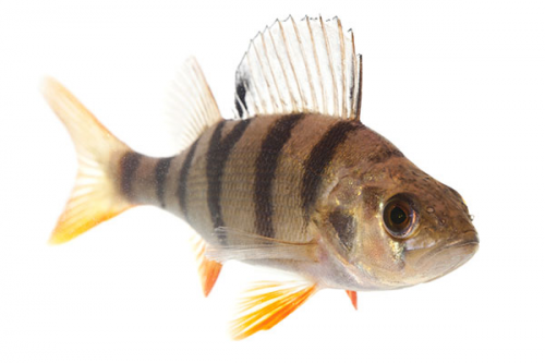 dutch freshwater fish Tier List (Community Rankings) - TierMaker