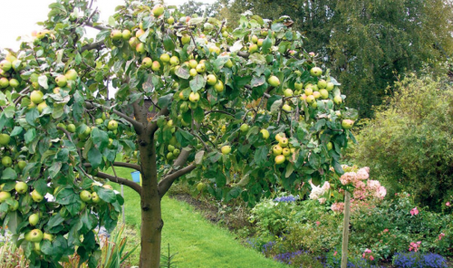 Create a eesti puud Tier List - TierMaker