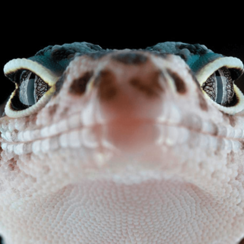 Eftue & Runewt Tier List (Community Rankings) - TierMaker