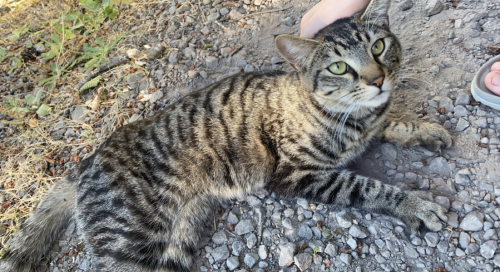 Create a Electronic triad Tier List - TierMaker