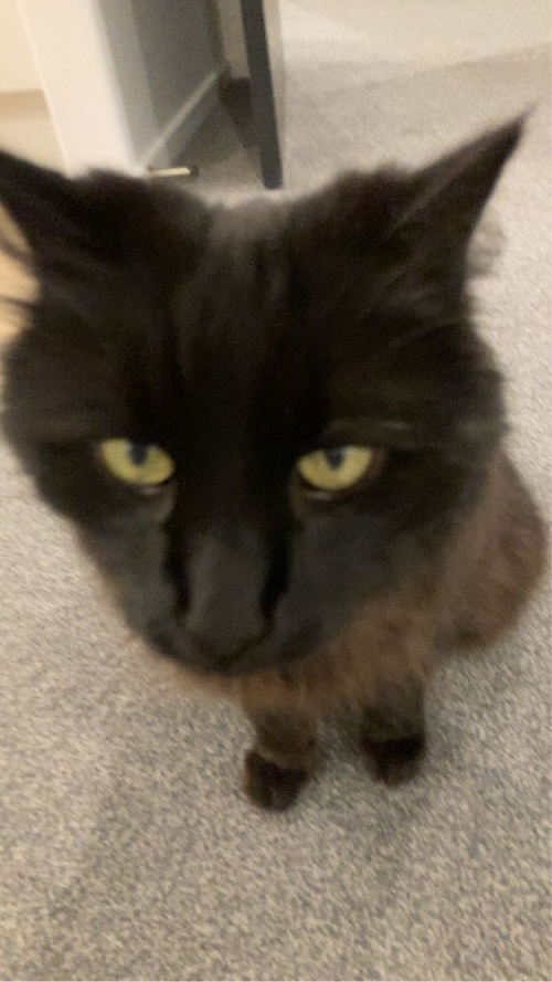 Elemental Skill Tierlist Tier List (Community Rankings) - TierMaker