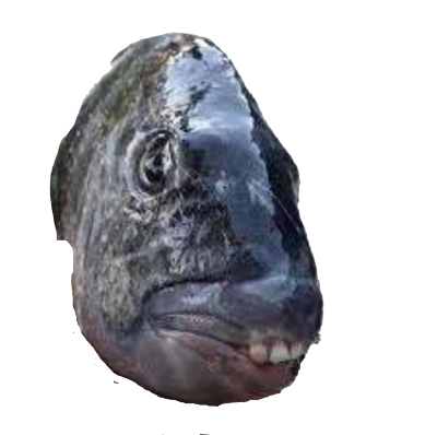 Create a Epic Fish Tier List - TierMaker