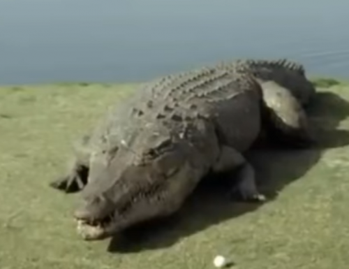 EPICO GADY Tier List (Community Rankings) - TierMaker