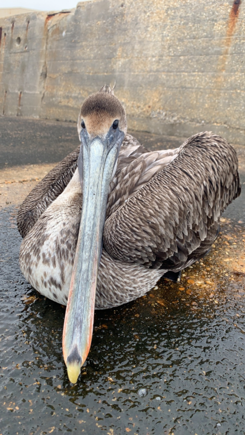 Create a every goose ive owned Tier List - TierMaker