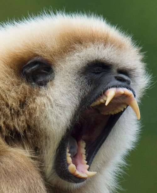 Every Primate Tier List (Community Rankings) - TierMaker