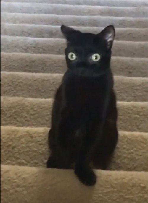 Create a Every single Splatoon 2 Ink color combo Tier List - TierMaker